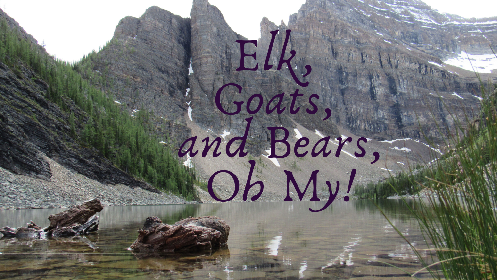 Elk, Goats, and Bears, Oh My! – Hope Through Hard Times