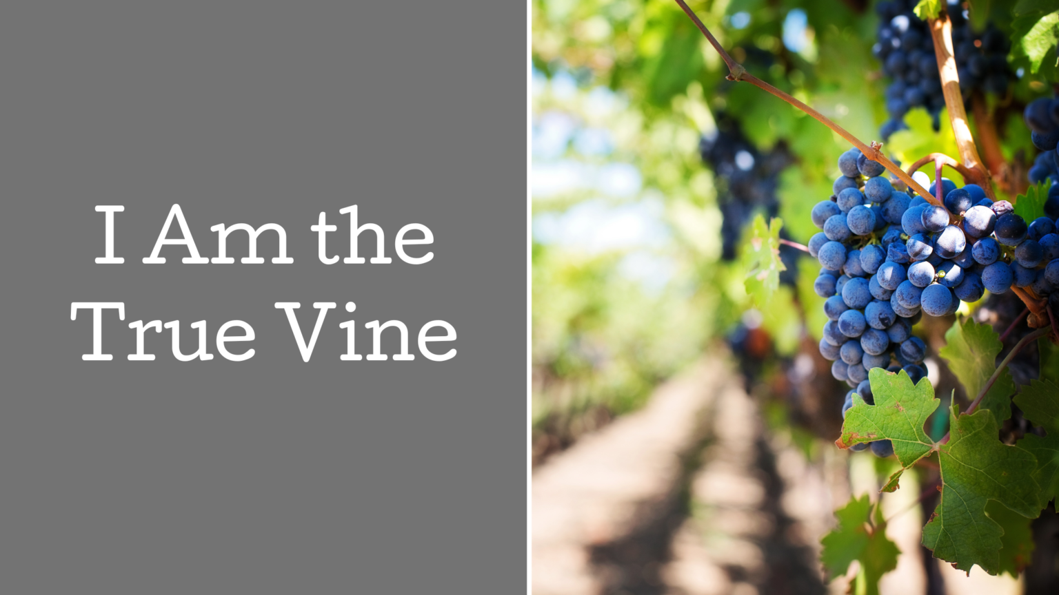 I Am the True Vine - Hope Through Hard Times
